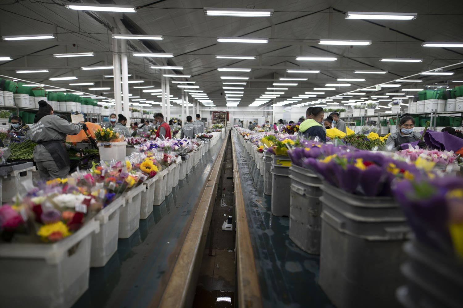 LATAM Cargo transports close to 20,000 tons of flowers for Mother's Day