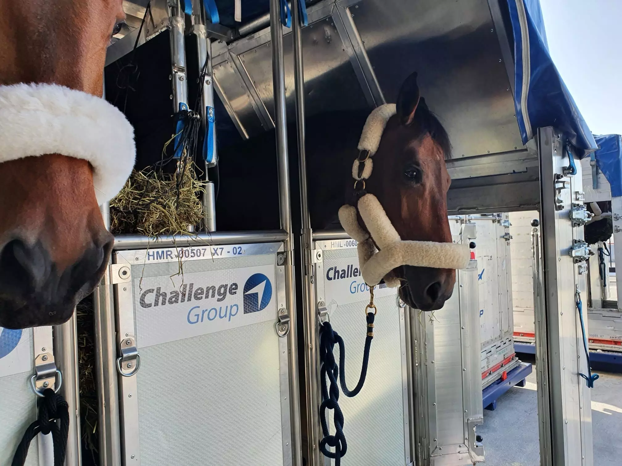 Transporting Live Animals: Ensuring Safety while Overcoming Challenges