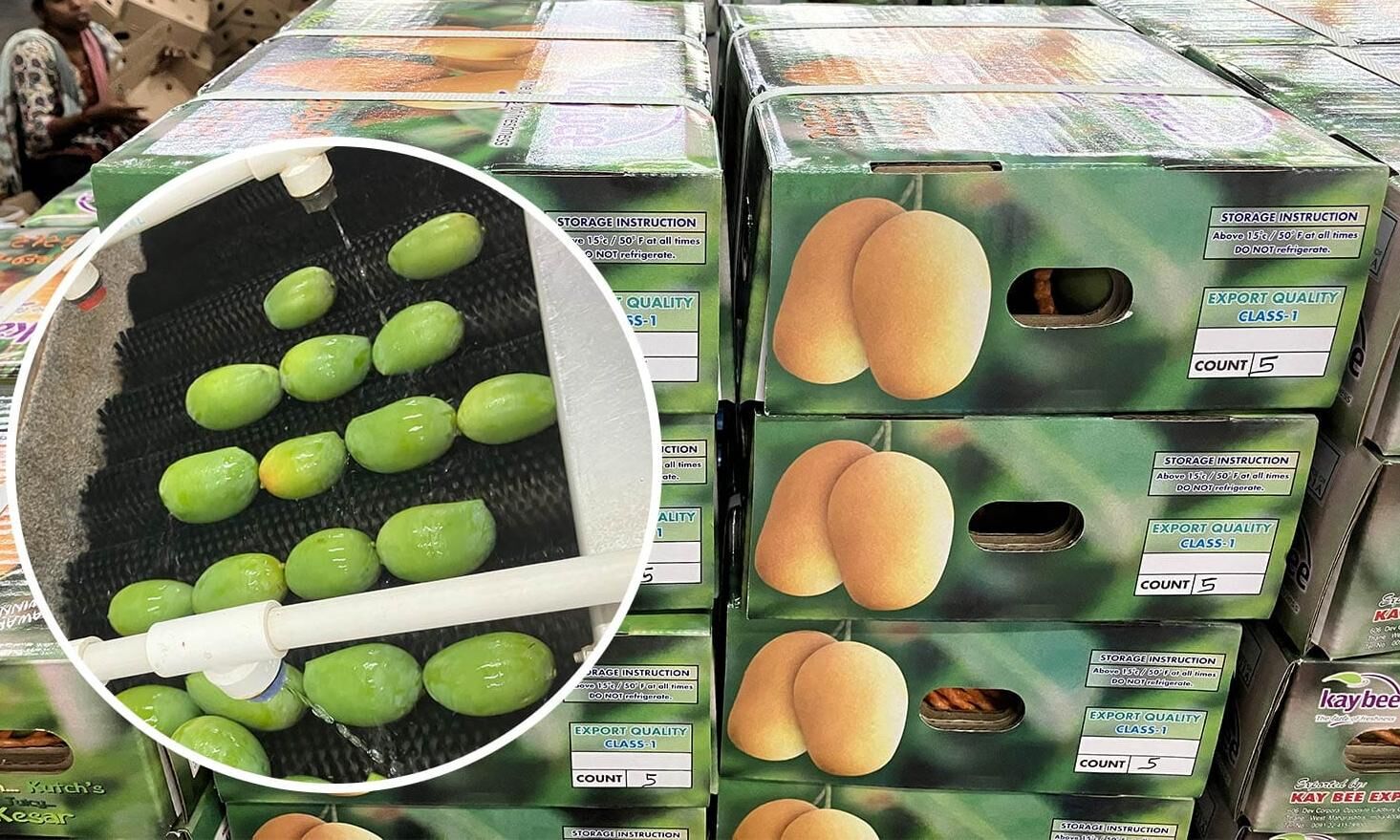 The mango journey: From Indian farms to the world's tables