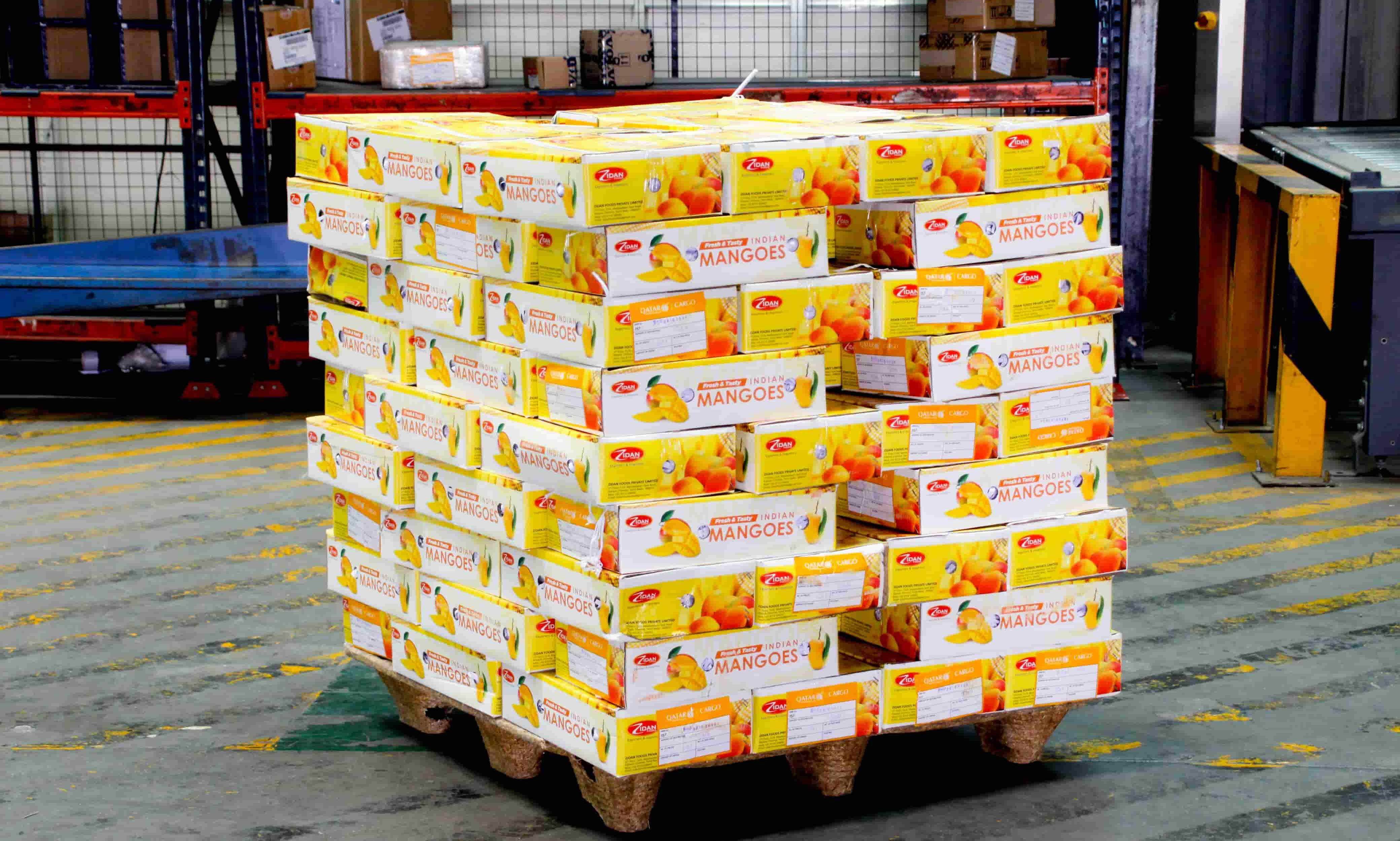 US emerged as a key destination for BLR's mango exports in 2024